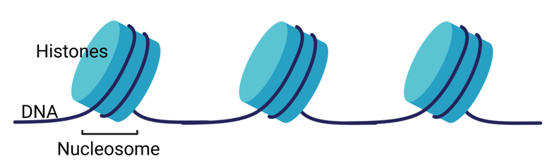 The DNA Packing Problem – TrueScience