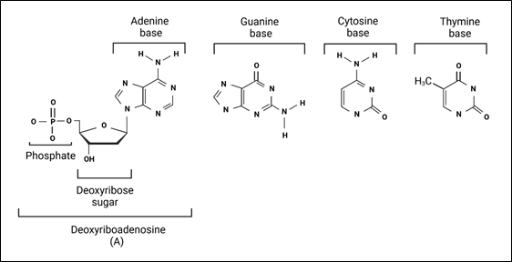 Understanding Molecular Biology Part I – DNA Structure and Organization ...