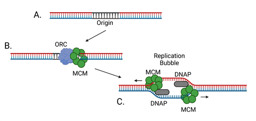 Understanding Molecular Biology Part II – DNA Replication (If you ...
